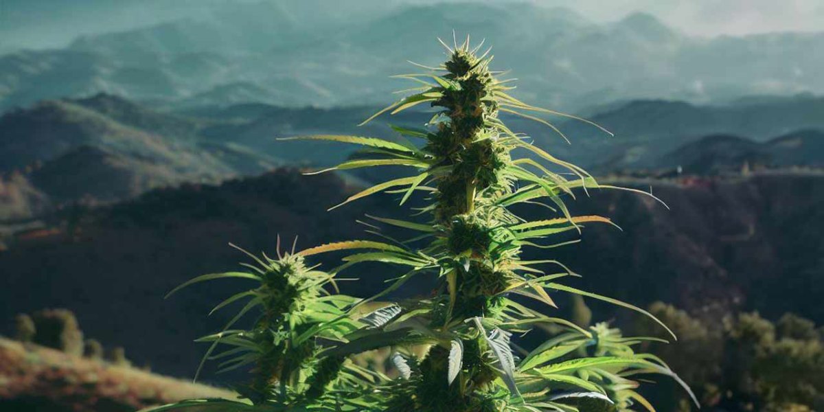 Cannabis:Plus de 4.000 tonnes produites légalement au Maroc en 2024 ...